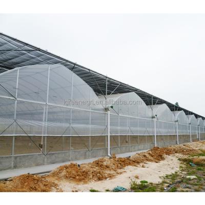 China Small Column Reinforced Rod Wind Resistant Vent Window Rain Gutter Single PE Multi Span Film Greenhouse for Vegetable Flower for sale