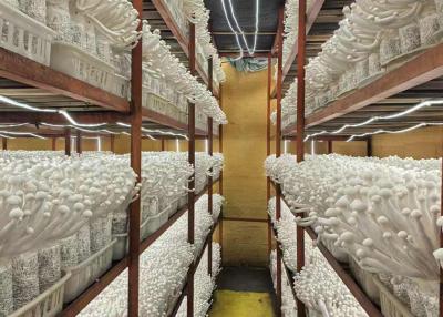 China Portable Mushroom Growing Container Cultivation System Easy Installation No Foundation for sale