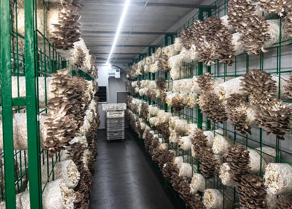 Quality Portable Mushroom Growing Container Cultivation System Easy Installation No Foundation for sale