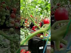 Herbruikbare stoffen kweekzakken voor hydroponische tomatenteelt