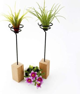 China Real Wood Base Air Plant Holder. Small Terrarium for Living Room &AND Hallway Decor Office Desktop Decoration for sale