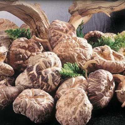 Cina Di shiitake di durata di prodotto in magazzino del fungo 1kg 2 anni di superficie regolari asciutti sani in vendita