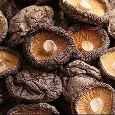 Cina Di shiitake di durata di prodotto in magazzino del fungo 1kg 2 anni di superficie regolari asciutti sani in vendita