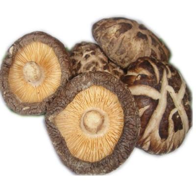 Cina Giapponese asciutto del fungo di shiitake di HACCP 1kg 3kg con buon gusto in vendita