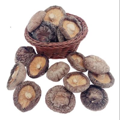 Cina Coltivazione a secco deliziosa tipica Cubensis del fungo di shiitake di Brown 4cm in vendita