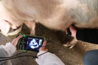 China Portable Veterinary Ultrasound Scanner for sale