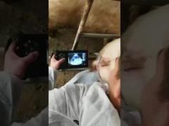Handheld veterinary ultrasound scanner machine