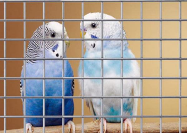Quality Animal Enclosure Stainless Steel Welded Wire Mesh Panel Square Long Hole Shape 0 for sale