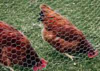 China Chicken Protecting Galvanized Hexagonal Wire Mesh Durable Construction for sale