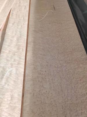 Cina Impiallacciatura di legno dell'acero dell'occhio dell'uccello per la decorazione interna di alta classe in vendita