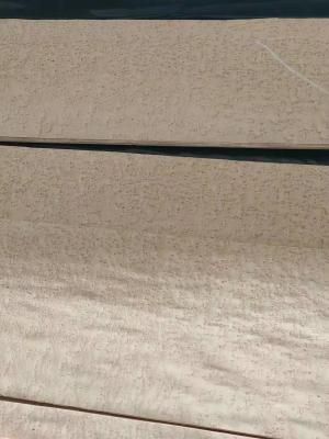 Cina Impiallacciatura di legno dell'acero dell'occhio dell'uccello per la decorazione interna di alta classe in vendita