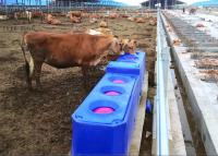China Contiuous Flow Automatic Plastic Cattle Drinking Troughs For Drinking Trough Rotomolding for sale