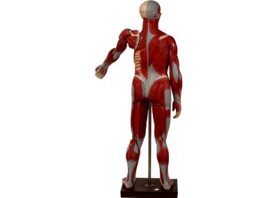 Cina Istruzione che prepara la parte posteriore aperta di With Internal Organs del torso del modello umano di anatomia in vendita