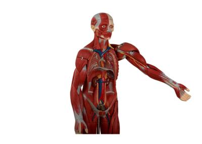Cina Istruzione che prepara la parte posteriore aperta di With Internal Organs del torso del modello umano di anatomia in vendita