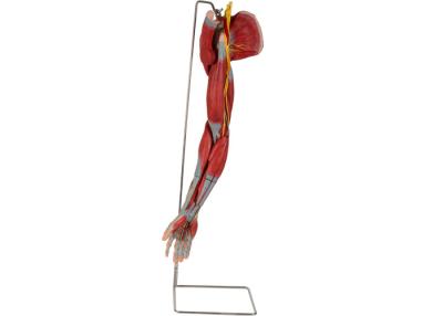 Cina Nervi umani di With Main Vessels del modello di anatomia del PVC del braccio in vendita