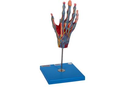 Cina Nervi delle navi di With Muscle Main del modello di anatomia della mano di insegnamento della scuola in vendita