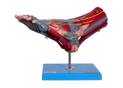 Cina Modello umano With Vessels Nerves di anatomia dei muscoli del piede in vendita