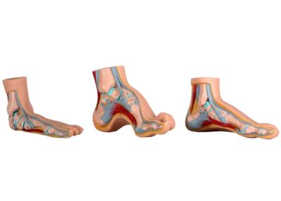 Cina Modello anatomico normale/piano/incurvato For Medical Training del piede in vendita