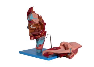 Cina Laringe capa anatomica umana Cacities della faringe di With Nasal Oral del modello in vendita