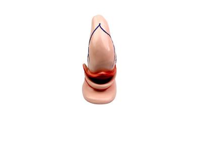 Cina Dimensione naturale che dipinge il canale anale di For Rectum And del modello anatomico umano in vendita