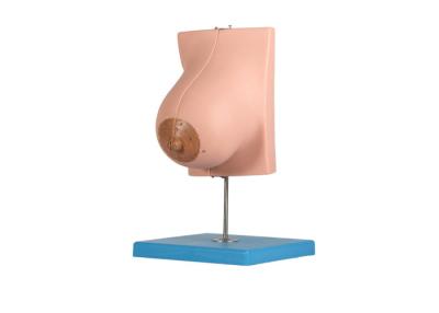 中国 衛生学校の訓練のための2部が付いている授乳期の乳腺モデル 販売のため