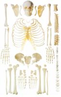 China Scattered Bone Human Skeleton Anatomy Model 85cm PVC Medical Teaching Aid for sale