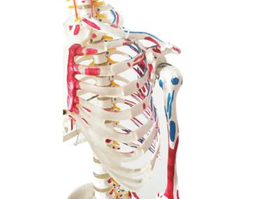 Cina Anatomia che prepara lo scheletro della pittura del PVC con i muscoli ed i legamenti in vendita