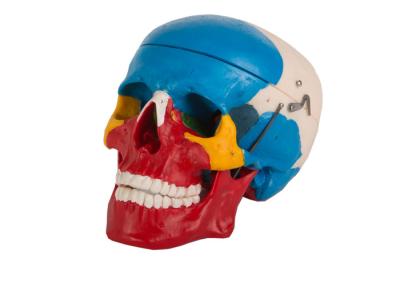 Cina Il colore rosso blu ha dipinto il cranio anatomico di plastica per addestramento della facoltà di medicina in vendita