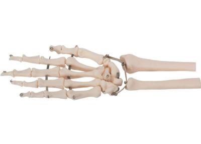 China Model van het de Handbeen van pvc het Materiële Menselijke 3D voor Medische Opleiding Te koop