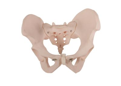 Cina Materiale anatomico umano del PVC di With del modello del bacino femminile di iso 14001 in vendita
