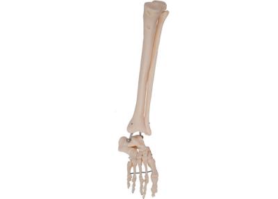 China Pvc-de Voet Anatomisch Modeltraining tool ISO 45001 van de Metaaldraad Te koop
