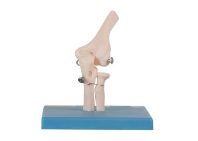 Cina PVC umano di Skin Color del modello di anatomia dell'osso del giunto dell'OEM in vendita