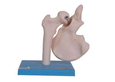Cina PVC umano di Skin Color del modello di anatomia dell'osso del giunto dell'OEM in vendita