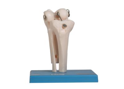 Cina PVC umano di Skin Color del modello di anatomia dell'osso del giunto dell'OEM in vendita