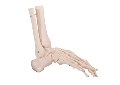 Cina PVC umano di Skin Color del modello di anatomia dell'osso del giunto dell'OEM in vendita
