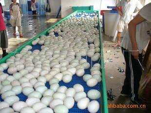 China Transporte de cinta de malla de curva modular en venta