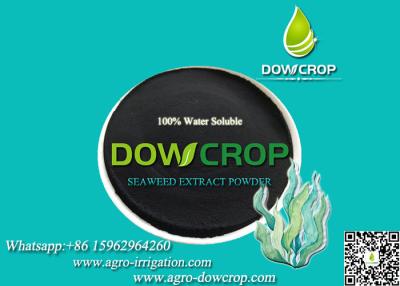 China SEAWEED EXTRACT POWDER FERTILIZER for sale