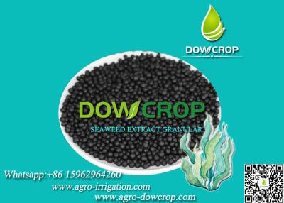 China SEAWEED EXTRACT GRANULAR FERTILIZER for sale
