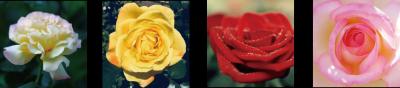 Cina Macchina per la selezione delle rose Focusight Rose e macchina per l'imballaggio delle rose in vendita