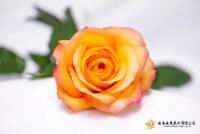 China Flower Sorting Automated Focusight Inspection Machine for sale