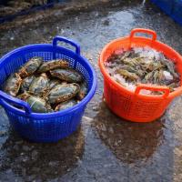 China Plastic Shrimp Basket For Seafood Processing And Transport Heavy Duty Stackable Design for sale