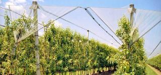 Cina Filato Kiwi Trellis Support leggero di Monofliament del poliestere di SIDIKE in vendita