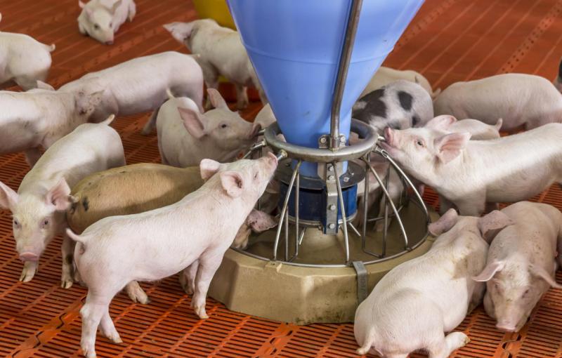 Geverifieerde leverancier in China: - DadHank (Chengdu) Biotech Corp.