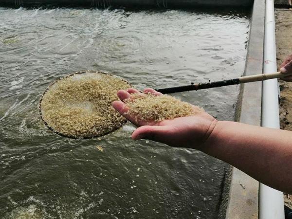 Sweeteners Feed Sweetener 18 Months Shelf Life for Animal Feed