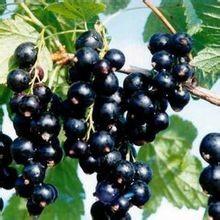 China Black currant Extract for sale