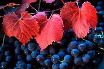 China Red vine leaf powder extract for sale