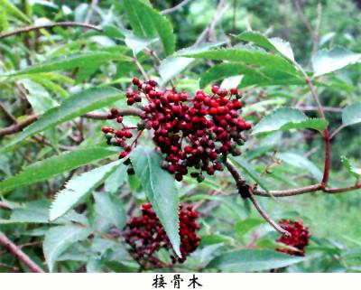 China Elderberry P.E. for sale