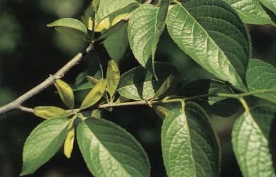 China Eucommia Ulmoides P.E. Eucommia Leaf Extract ( Chlorogenic acid) for sale