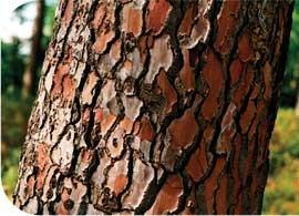 China Pine Bark P.E. for sale