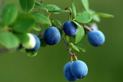 China High Quality with Good Price Natural Blueberry Extracts/ Blueberry Leaf Extract for sale